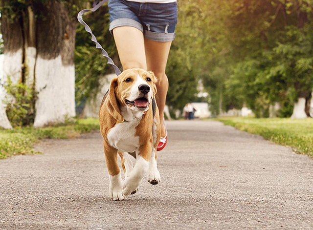 Hand Safety Tips While Walking Your Dog - Occupational Therapy Services